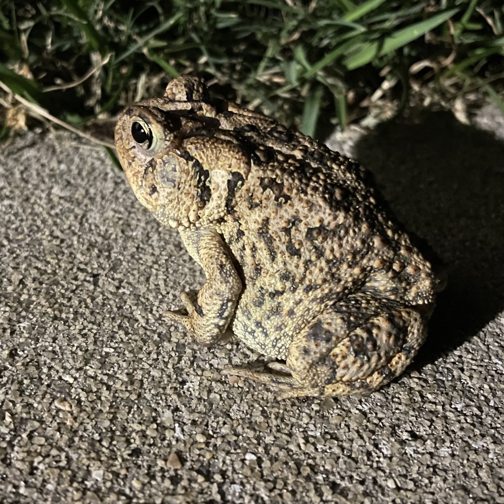 Southern Toad from Stillwater Landing Way, Sneads Ferry, NC, US on ...