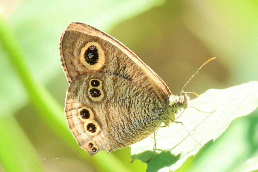 Ring Butterflies from 未定義的位置 on October 4, 2024 by sssssy · iNaturalist