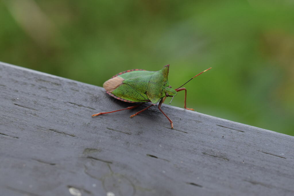 Japanese Stink Bug from 日本、〒085-1145 北海道阿寒郡鶴居村温根内 on September 7, 2024 ...