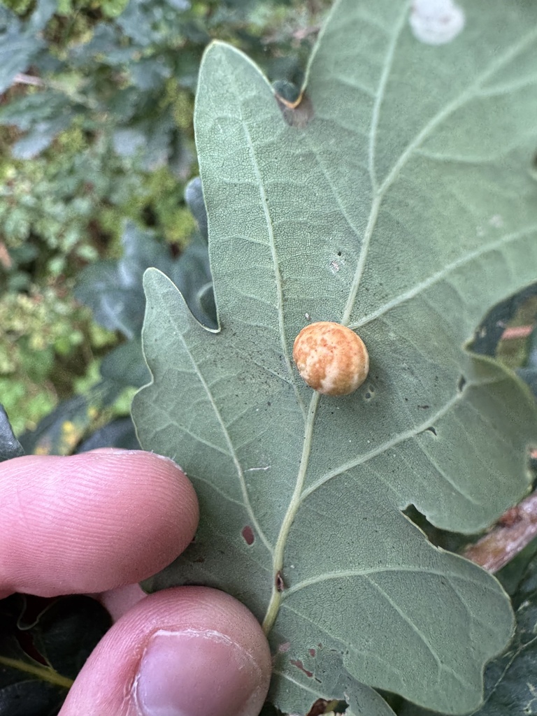 Striped Pea Gall Wasp from West Bank Park, York, England, GB on October ...