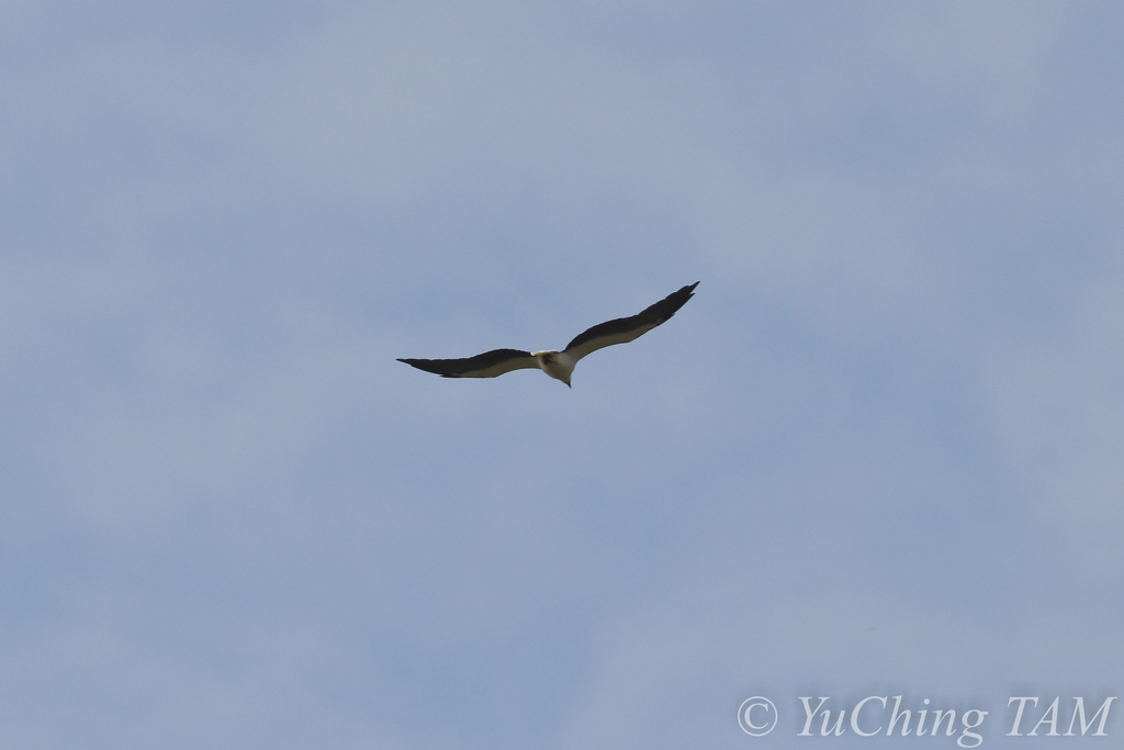 White-bellied Sea-Eagle from Ngong Ping, Hong Kong on October 4, 2024 ...
