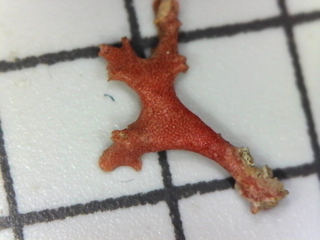 Miniacina miniacea from Red Sea, Mecca, SA on June 11, 2024 at 05:18 PM ...