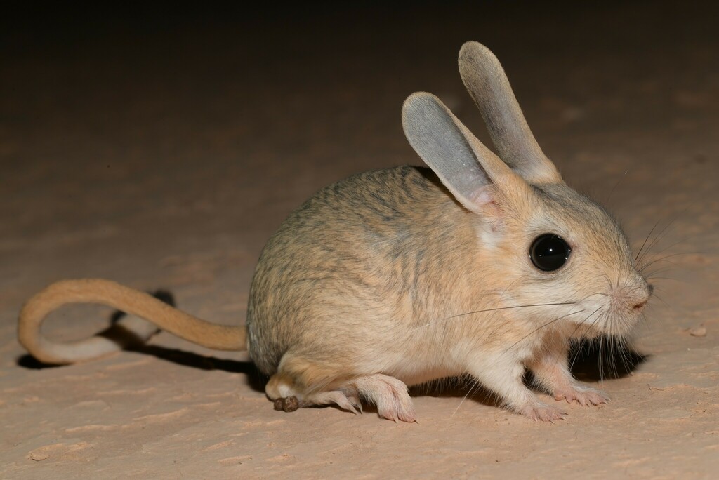 Euphrates Jerboa in October 2024 by Marius Burger · iNaturalist