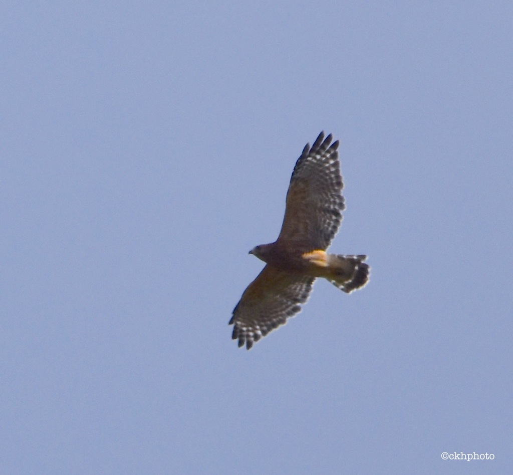 Red-shouldered Hawk from Townshend, VT, USA on October 2, 2024 at 10:56 ...