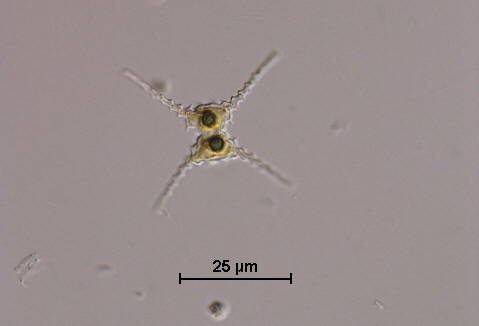 Staurastrum levanderi · iNaturalist
