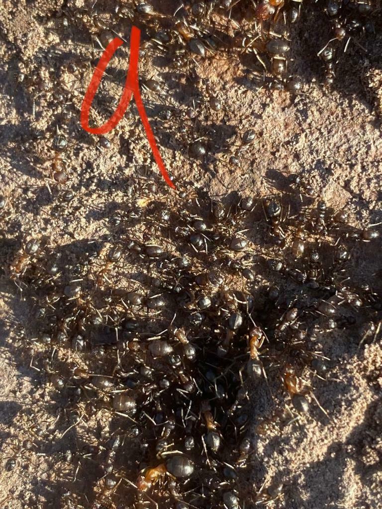 Pugnacious Ants and Allies from Sarah Baartman District Municipality ...