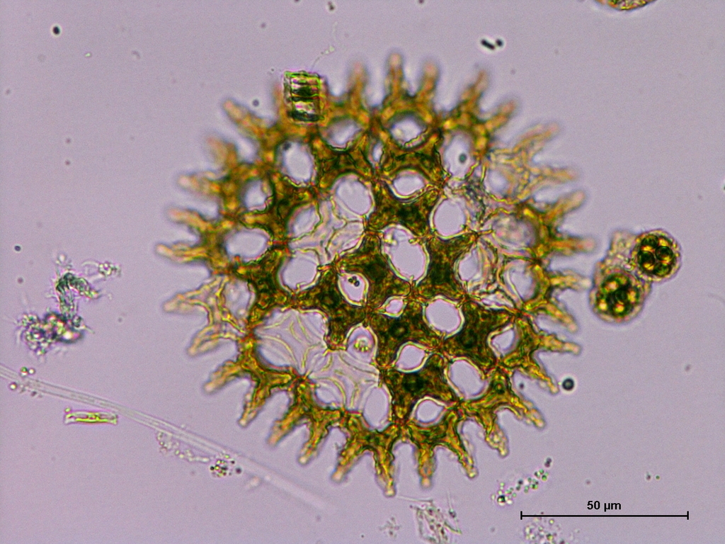 (Pediastrum duplex asperum) - Botanical Realm