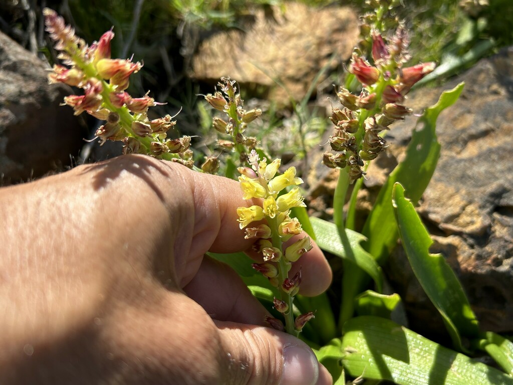 Pale Viooltjie from Cape Farms, Cape Town, South Africa on October 3 ...