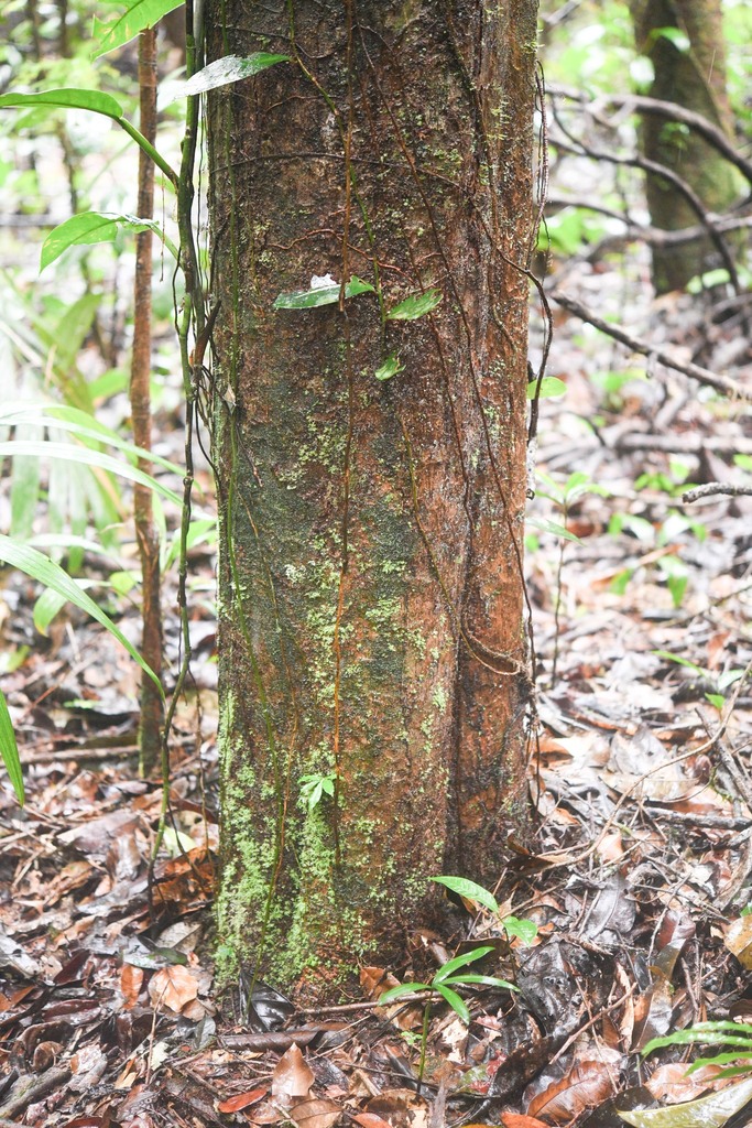 Micropholis egensis (Especies forestales de la amazonía peruana ...