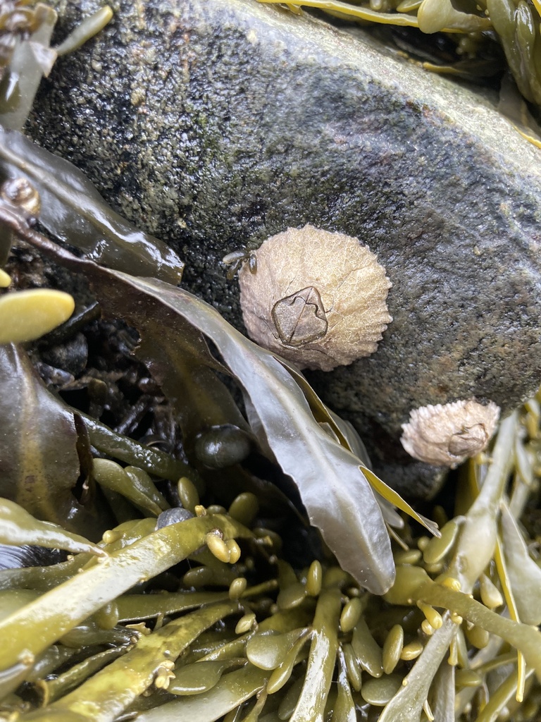 Northern Acorn Barnacle from Fleuve Saint-Laurent, Les Bergeronnes, QC ...