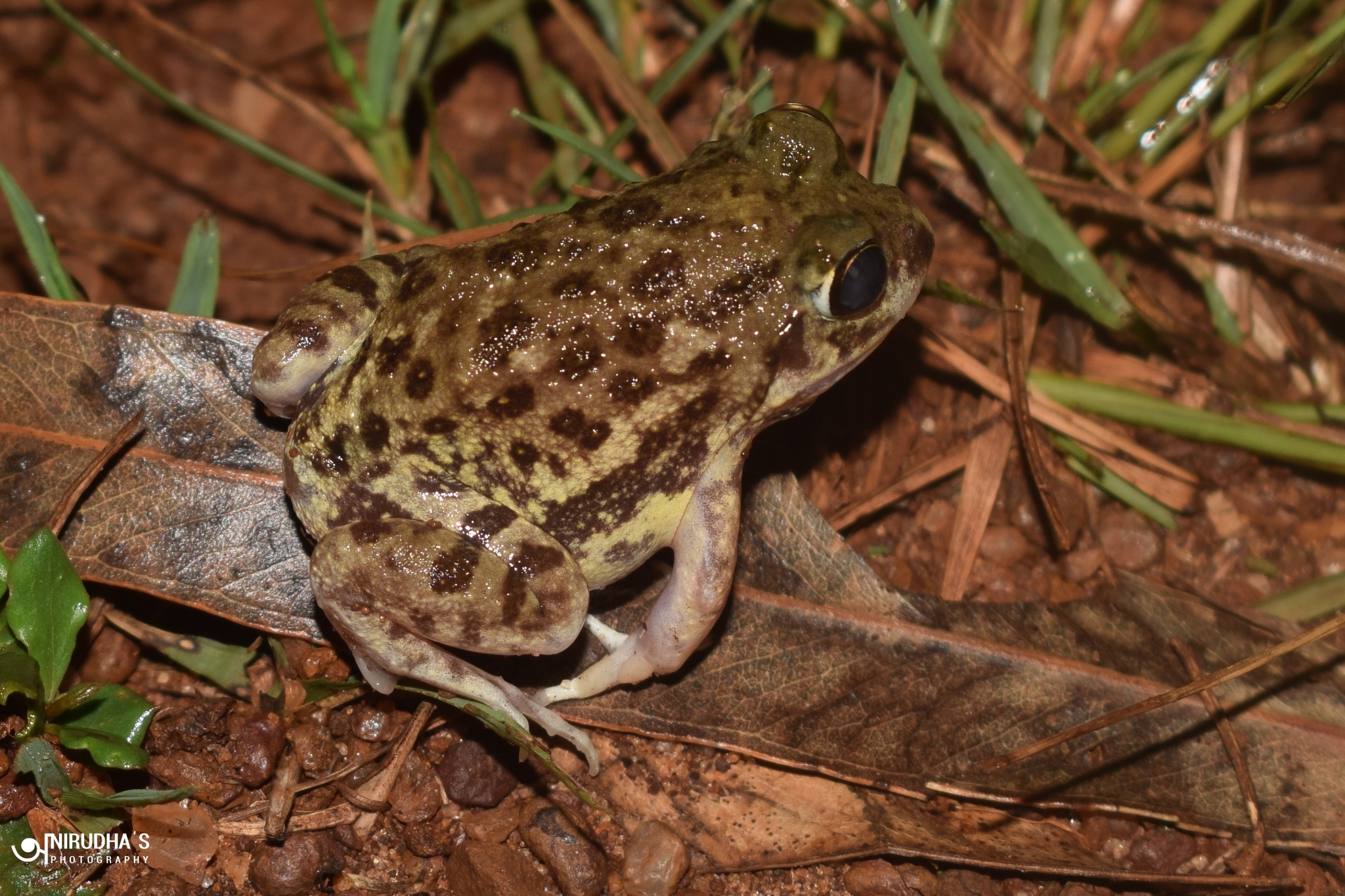 Sphaerotheca breviceps (Schneider, 1799)