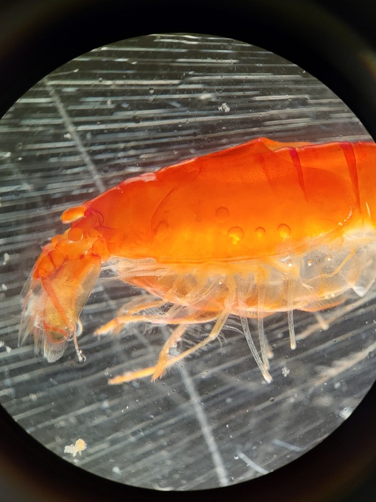 Eucopia grimaldii on June 27, 2024 by Leïla Brunner. Mission CABO54 ...