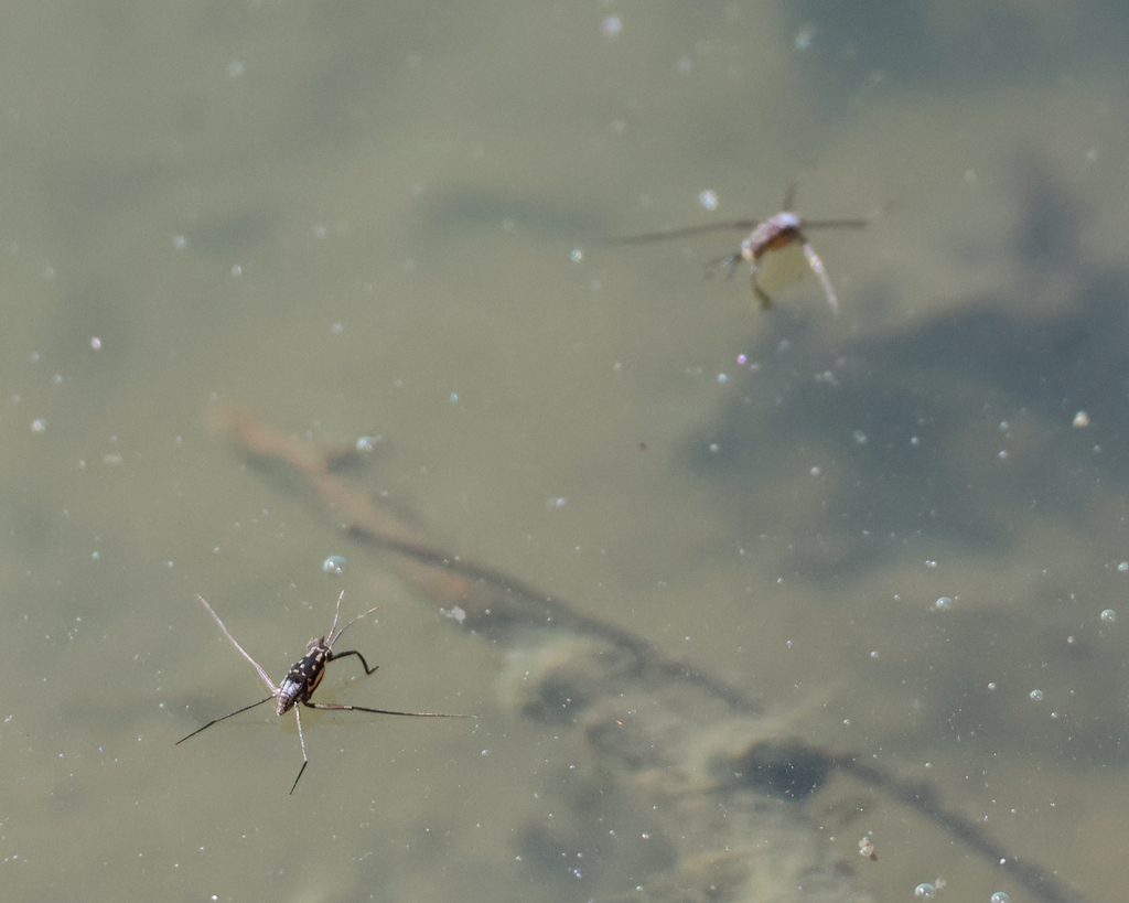 Trepobates subnitidus in October 2024 by chicoryacres. waterstriders: a ...