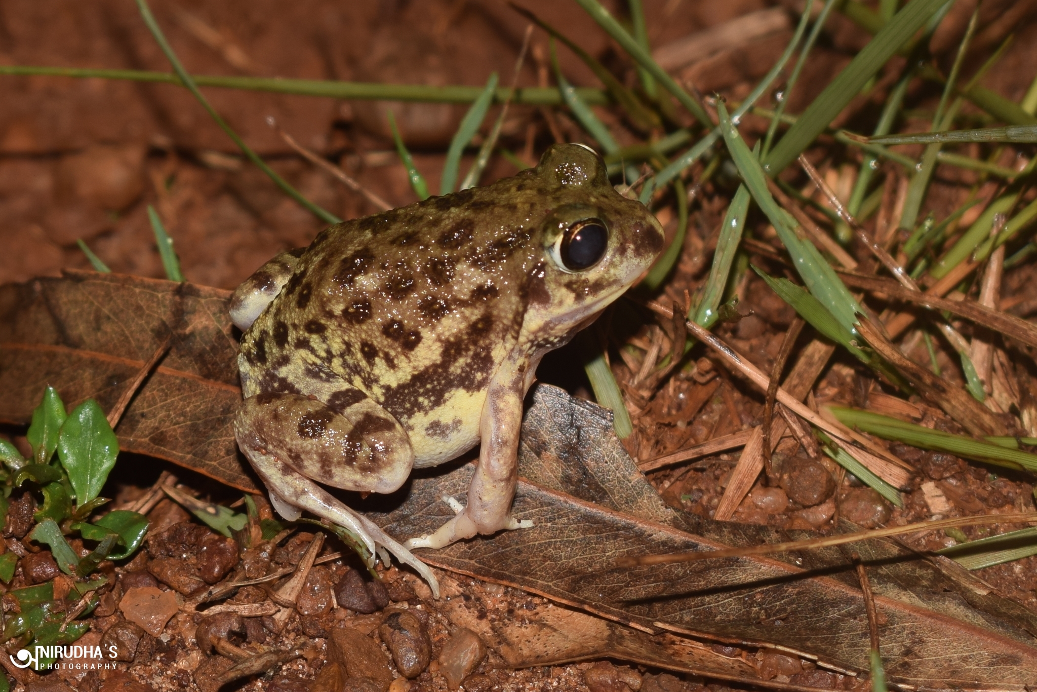 Sphaerotheca breviceps (Schneider, 1799)