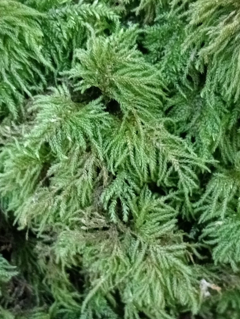 Fox-tail Feather-moss from Knaresborough HG5 8LP, UK on 04 October ...
