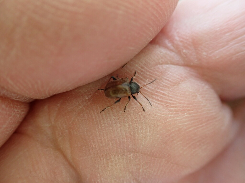Western Grape Rootworm from Glacier County, MT, USA on July 28, 2024 at ...