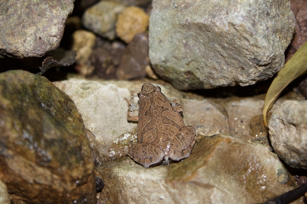 Beilun Pygmy Frog in October 2024 by Herpeto-Ichthyo Ecosystems and ...