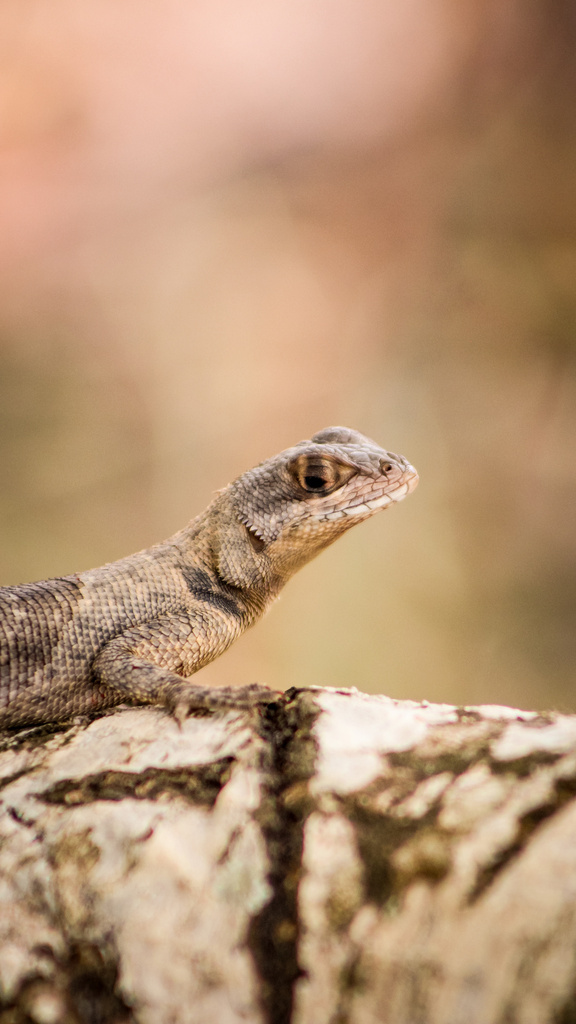 Peters' Lava Lizard from Pedras De Fogo, PB, BR on October 3, 2024 at ...