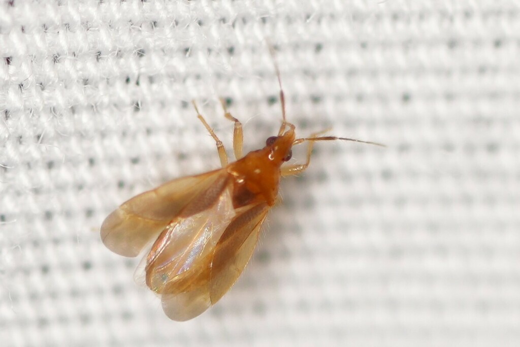 Cimicomorph Bugs from South Baton Rouge, Baton Rouge, LA, USA on ...