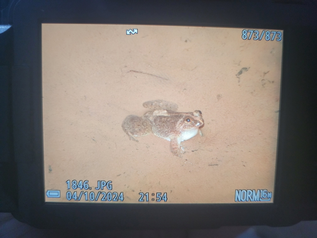 Yellow-bellied Puddle Frog from V (Pob.), Coron, Palawan, Philippines ...