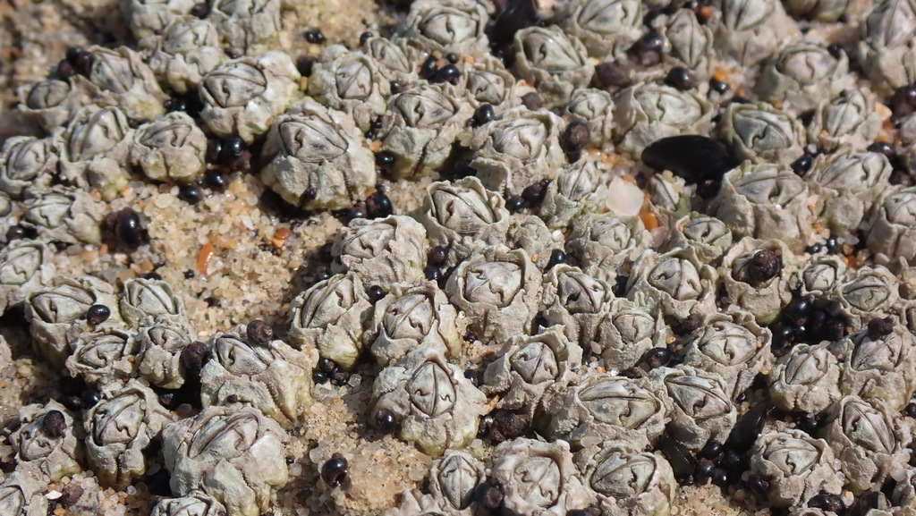 Tooth Barnacle from Brenton-on-Sea, 6570, South Africa on September 22 ...