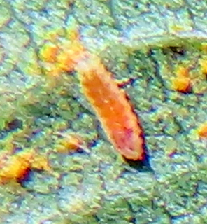 Rust-eating midges from Coleraine, Northern Ireland, United Kingdom on ...