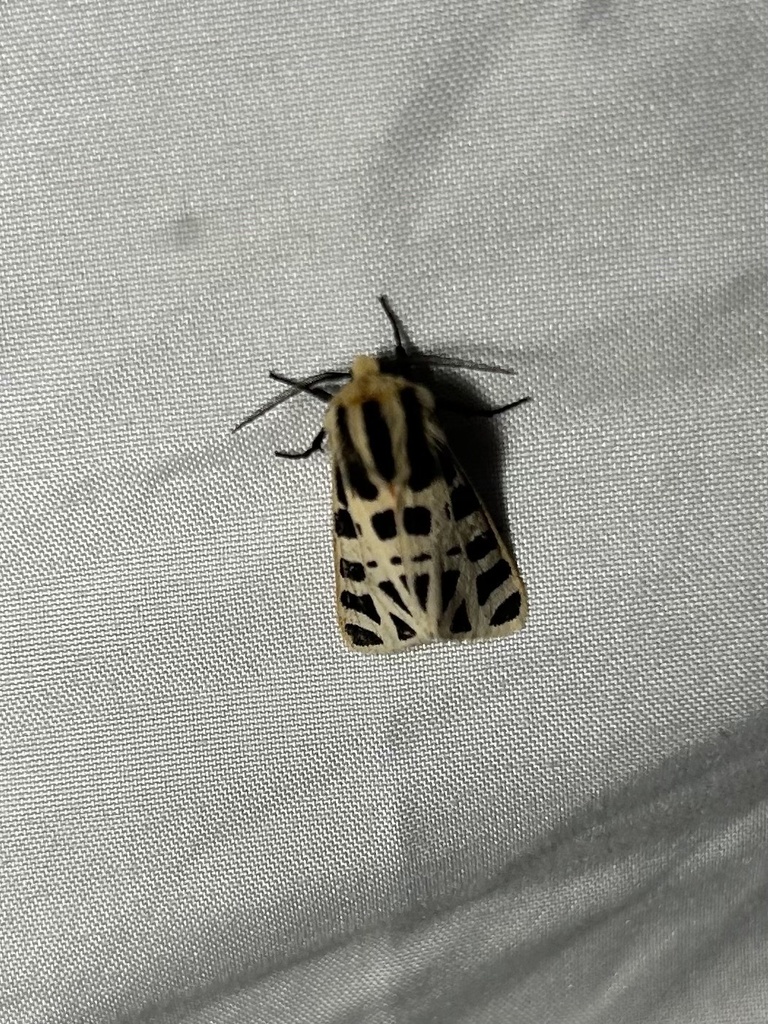 Apantesis from Hall Canyon Rd, Ventura, CA, US on October 3, 2024 at 09 ...