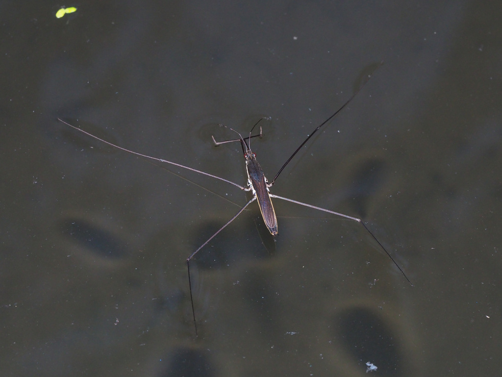 Giant Water Strider from 杭州市西湖区宝石山 on October 3, 2024 at 05:35 PM by 小铖 ...