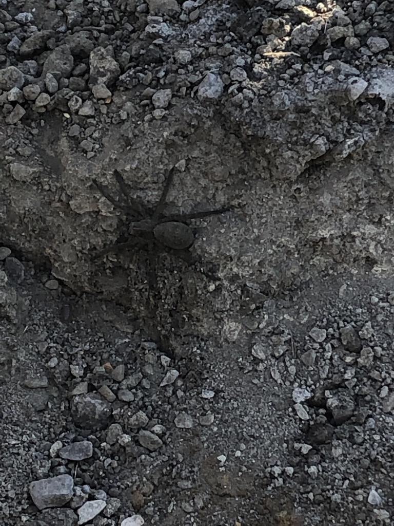Texas Brown Tarantula from Ouachita National Forest, Waldron, AR, US on ...