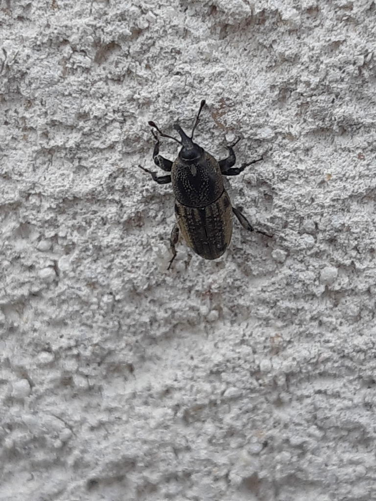 Hunting Billbug from Saint-Alban on October 3, 2024 at 05:15 PM by ...