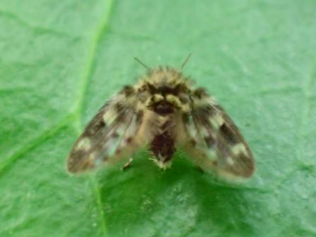 Pericoma fuliginosa · iNaturalist Mexico