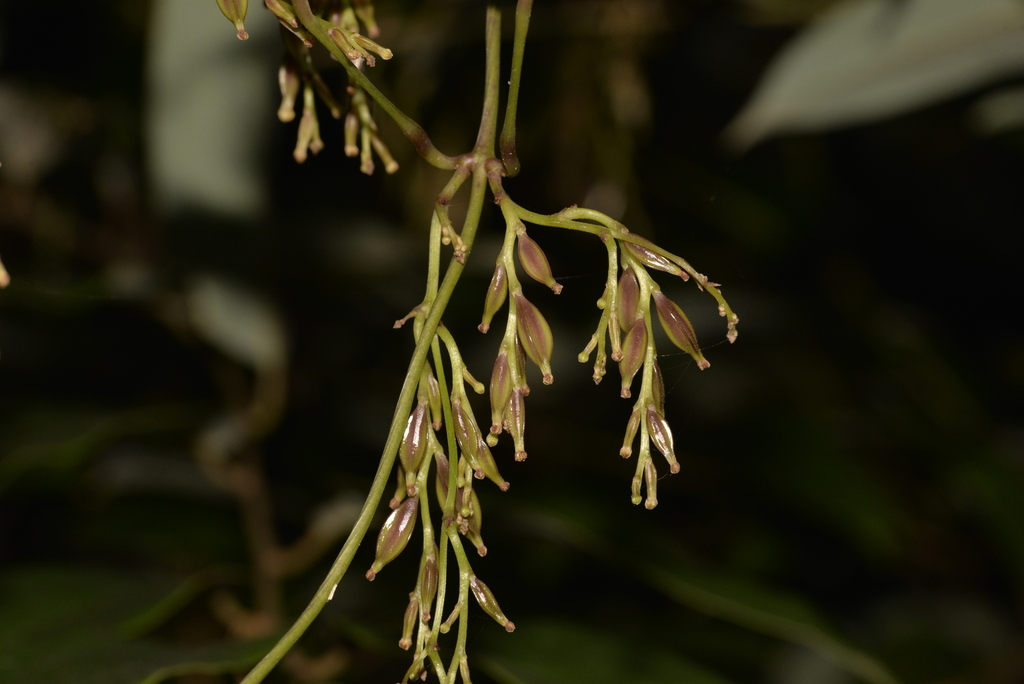 Common Yam Vine from Valery NSW 2454, Australia on September 20, 2024 at 07:42 PM by Nick ...