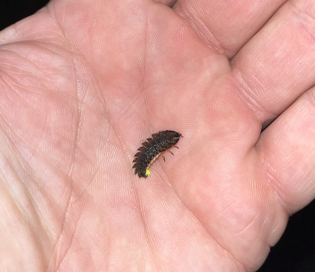 Fireflies from Pisgah National Forest, Arden, NC, US on October 3, 2024 ...