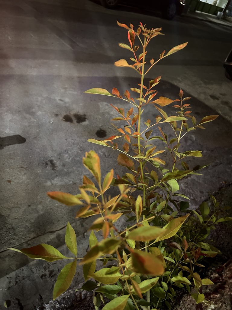 velvet ash from Residencial las Puentes, 66460 San Nicolás de los Garza ...