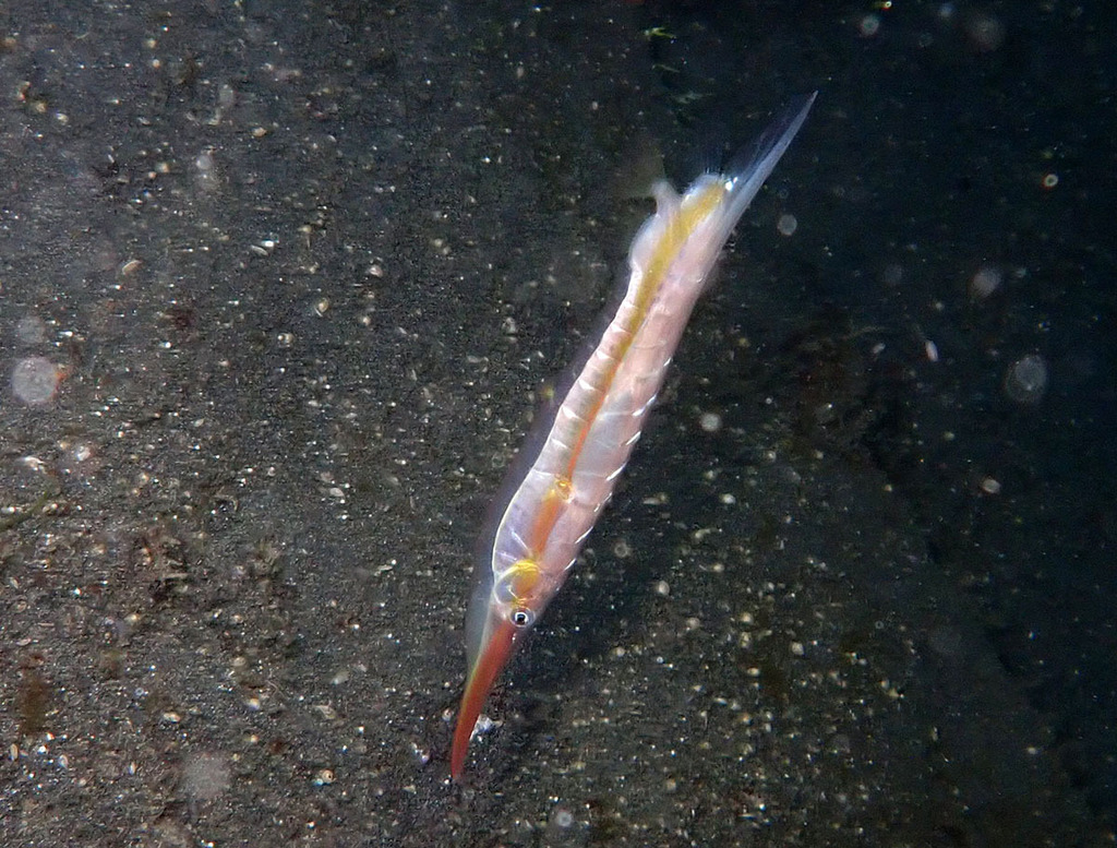 Grooved Razorfish from Aer prang, on September 08, 2024 at 01:12 PM by ...