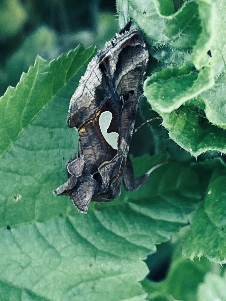 Bilobed Looper Moth from Parque Estatal Sierra de Guadalupe, Gustavo A ...