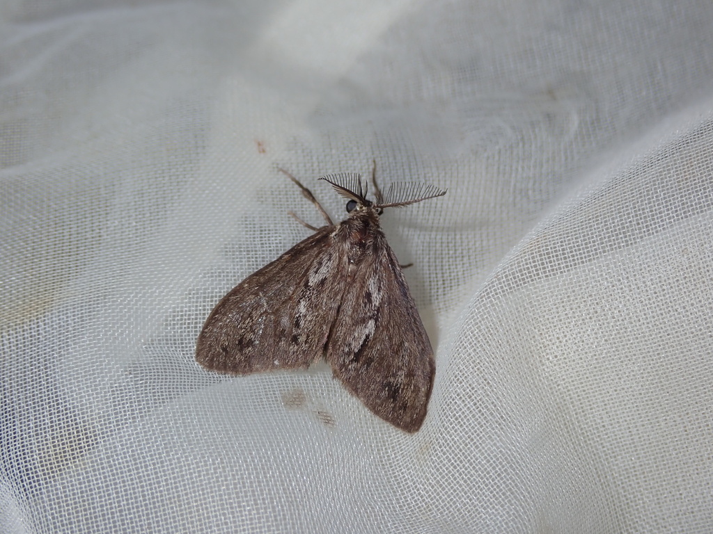 Parocneria furva from 本州, 岐阜市, 岐阜県, JP on October 5, 2024 at 12:30 AM ...