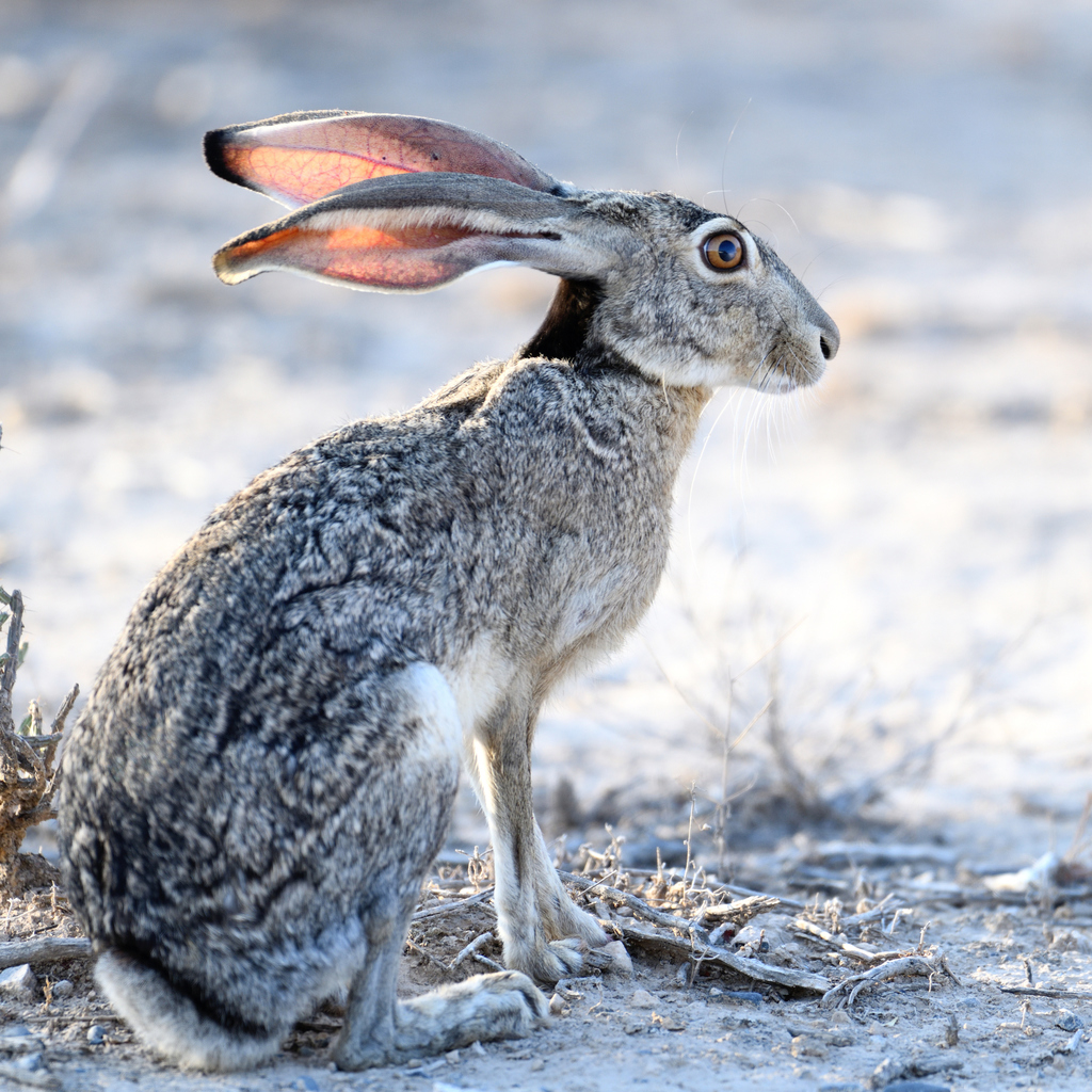 Black-tailed Jackrabbit from Bustamante, N.L., México on July 3, 2019 ...