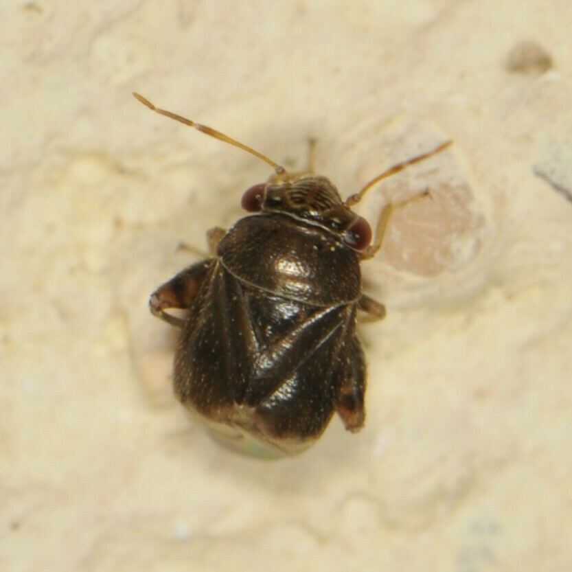 Coridromius chenopoderis in September 2024 by Elliott Gordon. under porch lights · iNaturalist