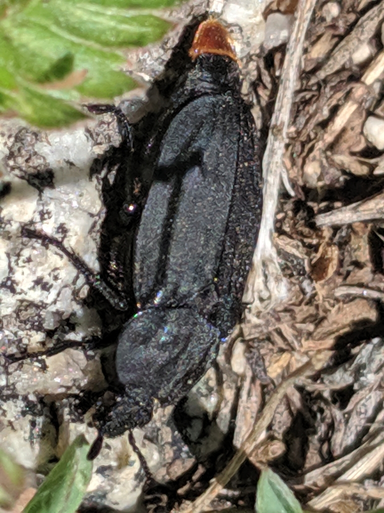 Thanatophilus coloradensis from Nederland, CO 80466, USA on July 3 ...