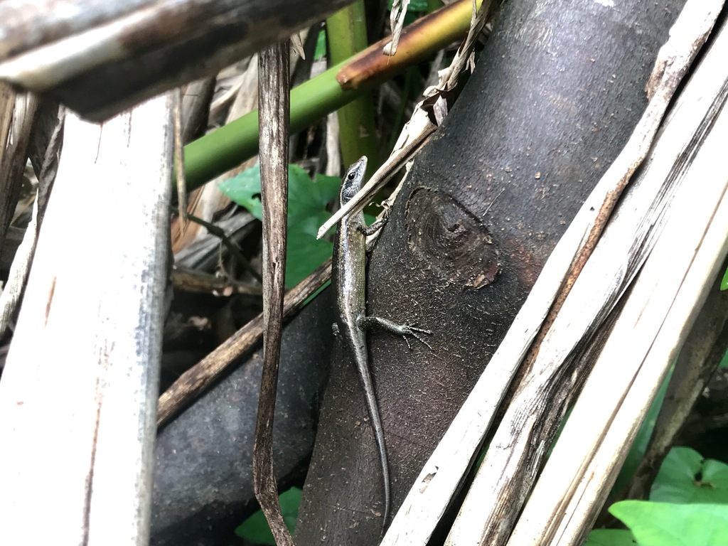 Schmidt's Emo Skink from Tetepare Island on June 22, 2019 at 10:23 AM ...