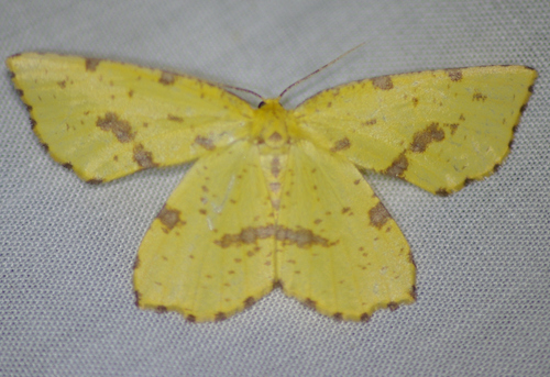 Xanthotype attenuaria · iNaturalist