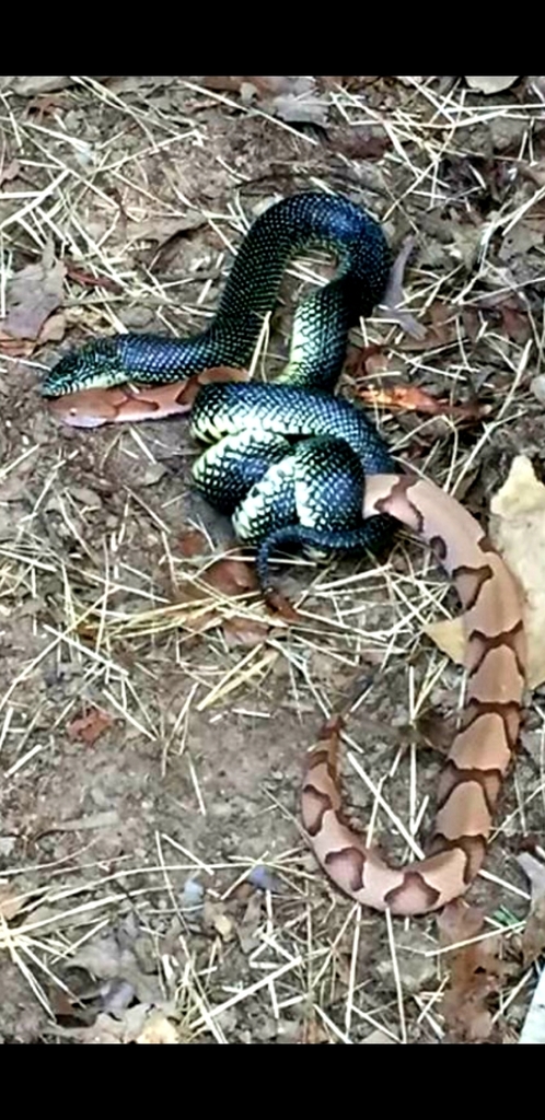 Black Kingsnake in June 2019 by Julie Blair. Bad day for Mr. Copperhead ...