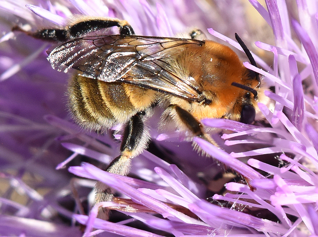 Anthophora occidentalis (Anthophorini of the Pacific Northwest ...