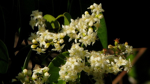 Rourea doniana · iNaturalist Ecuador