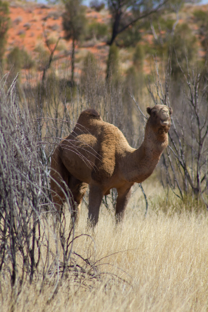 Dromedary Camel from Petermann NT 0872, Australia on September 5, 2012 ...