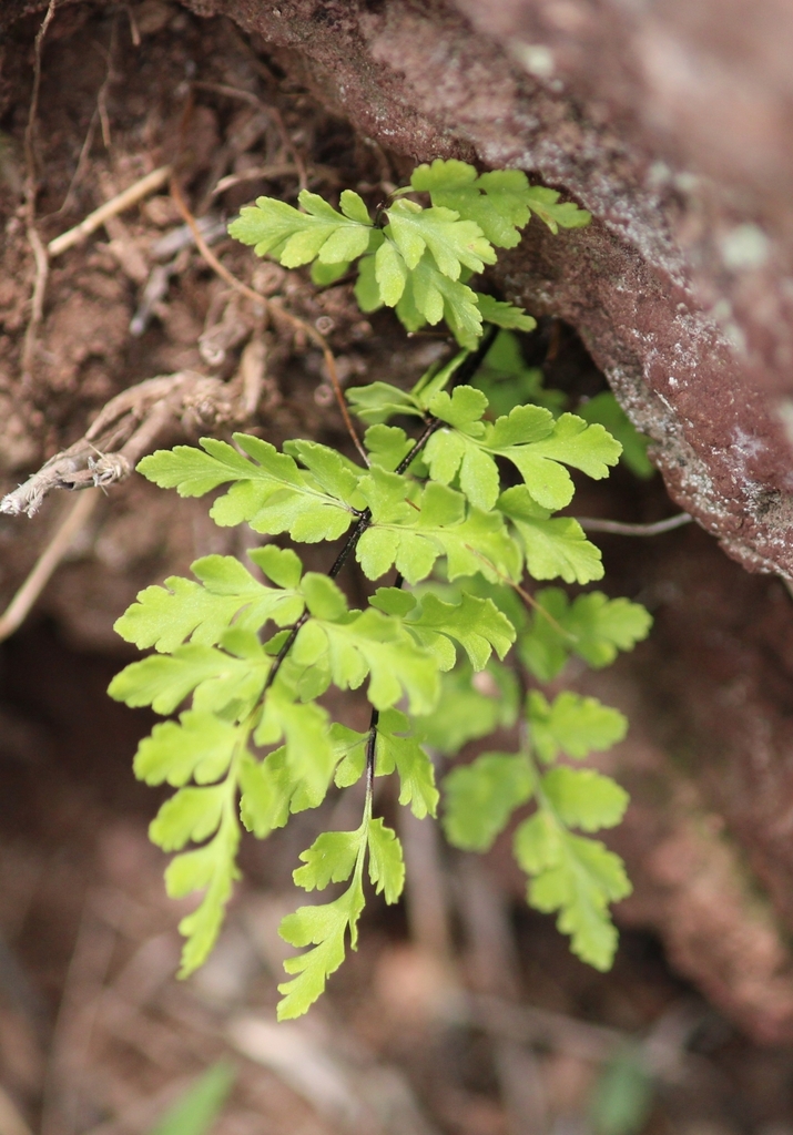 lip fern subfamily from Cerro Del Piloncillo on July 25, 2024 at 01:04 ...