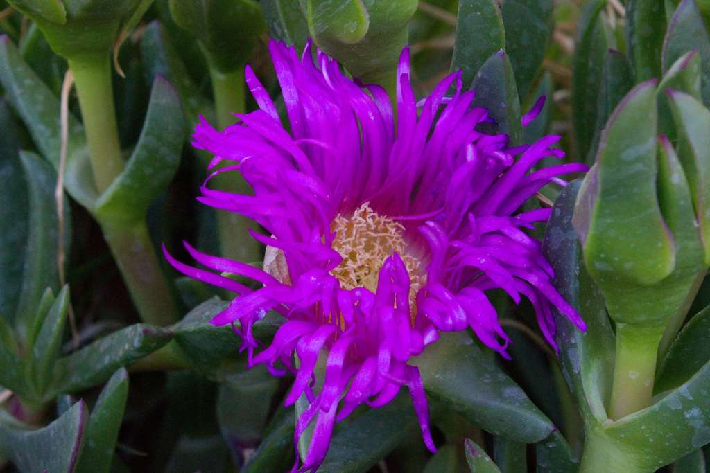 sea figs from Petermann NT 0872, Australia on September 6, 2012 at 08: ...