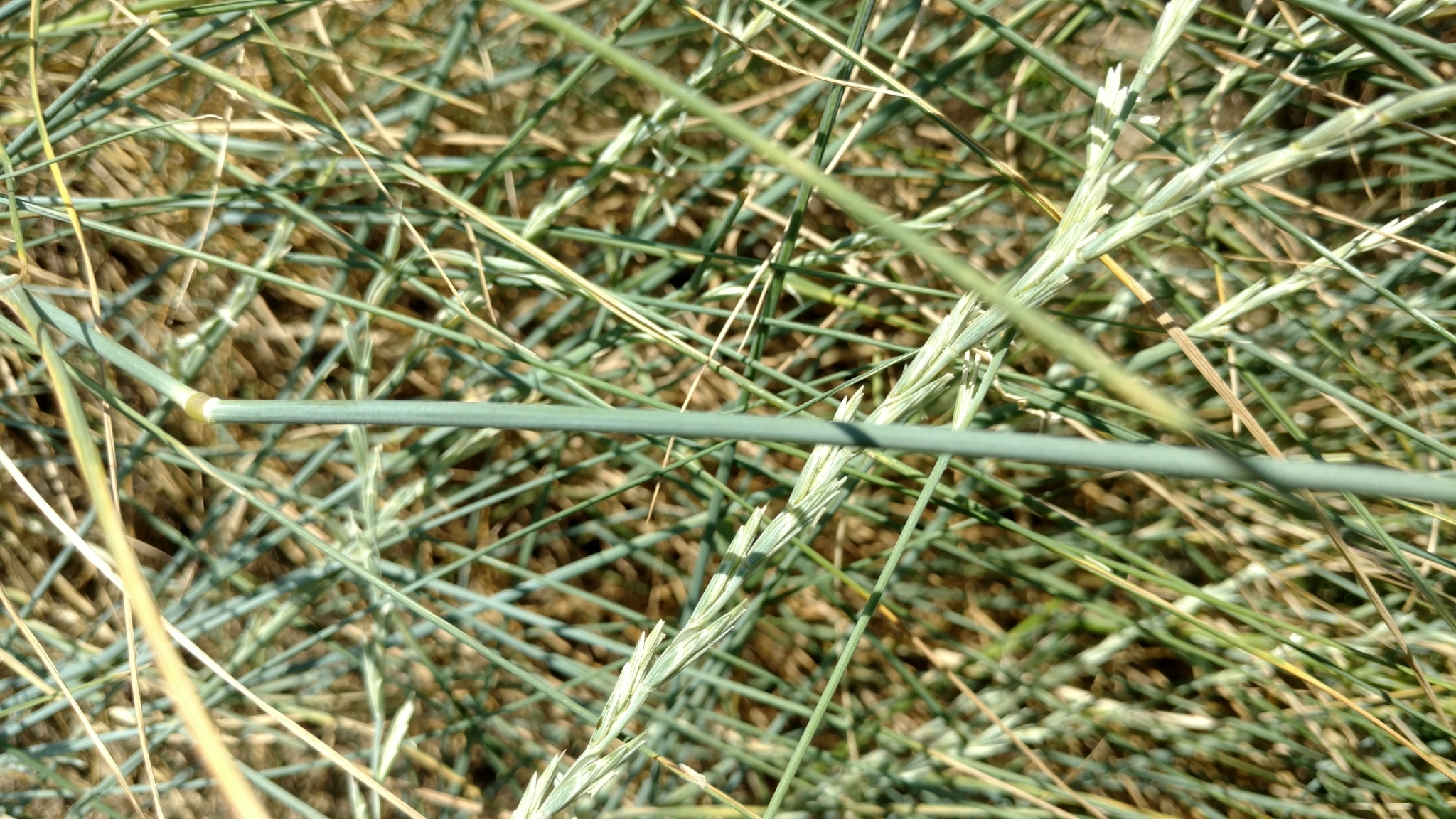 Thinopyrum intermedium subsp. intermedium