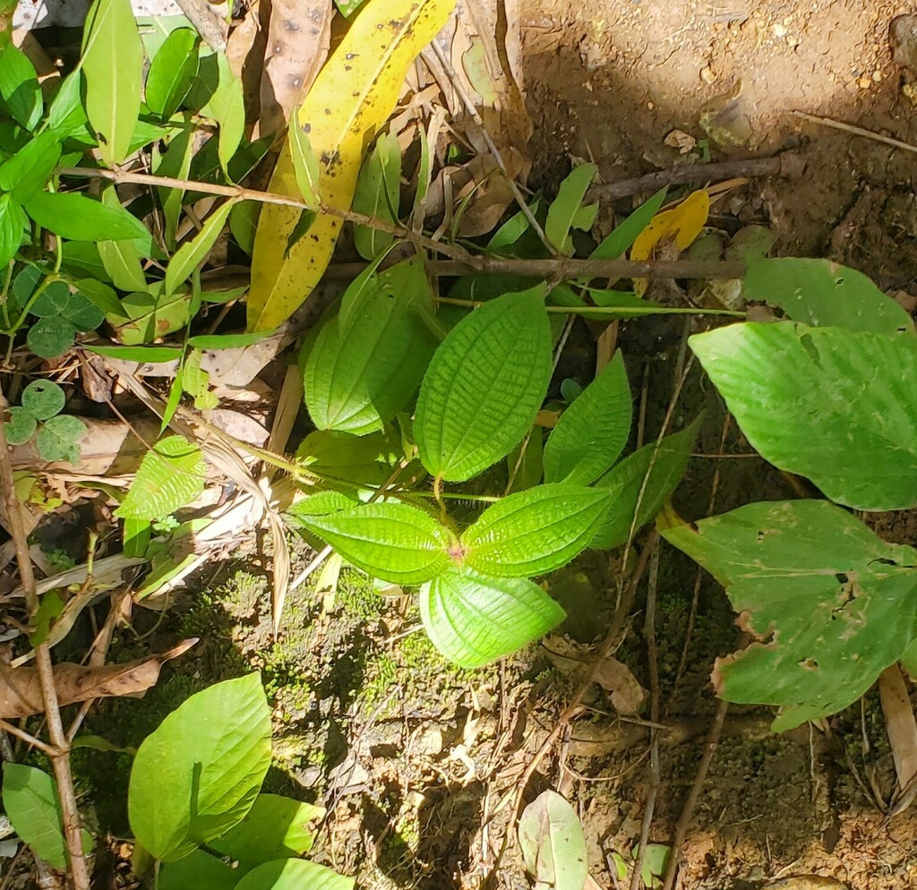 Koster's curse from Westmoreland Parish, Jamaica on September 18, 2024 ...